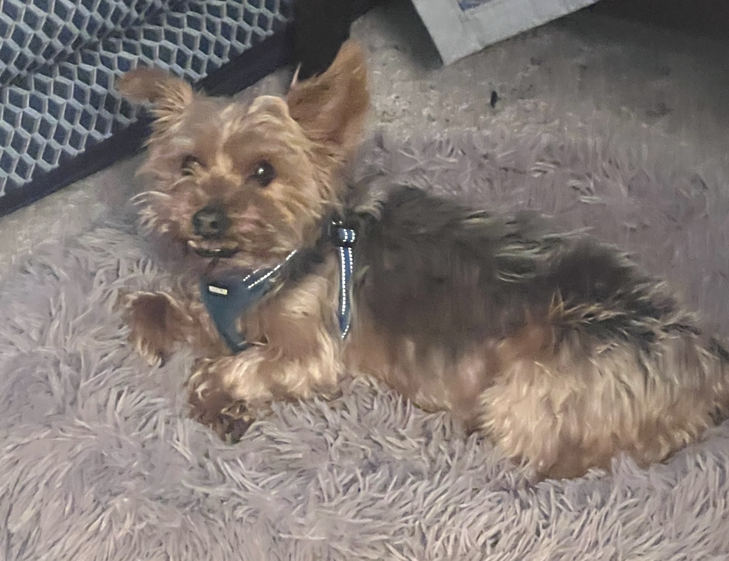 Rest In Peace, Little Dog | SRQ Jew